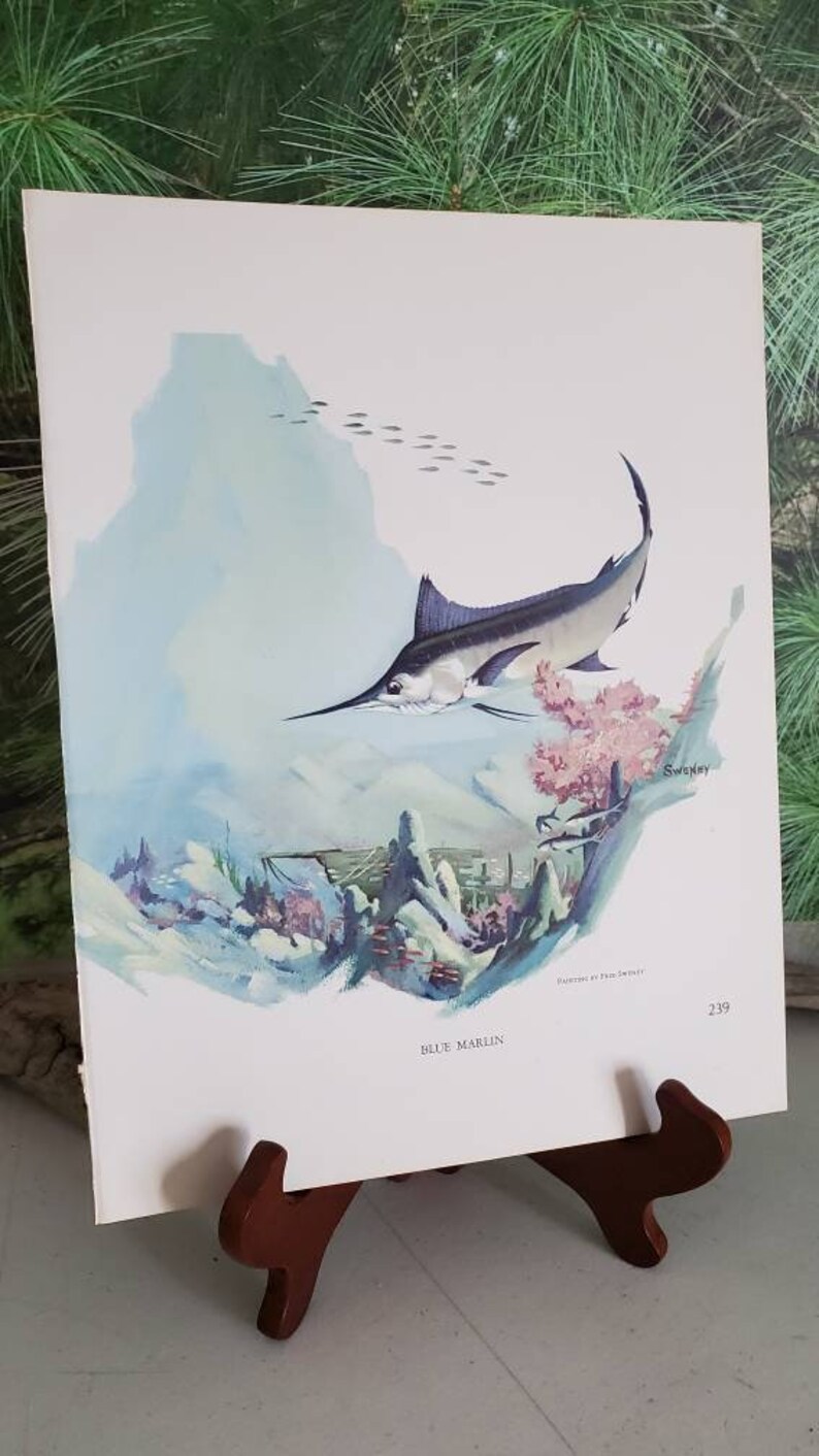 Vintage Snook & Blue Marlin Fish Art Print: Signed Fred Sweney ...