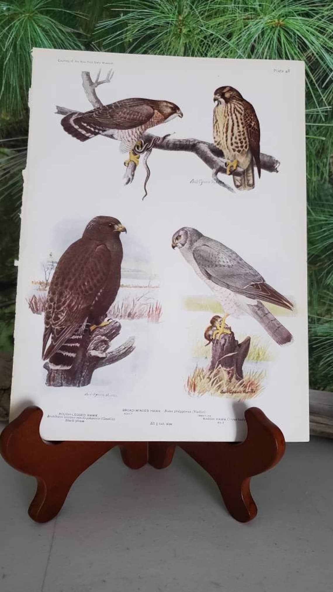 Rough Legged Hawk Broad Winged Hawk & Marsh Hawk Print by - Etsy