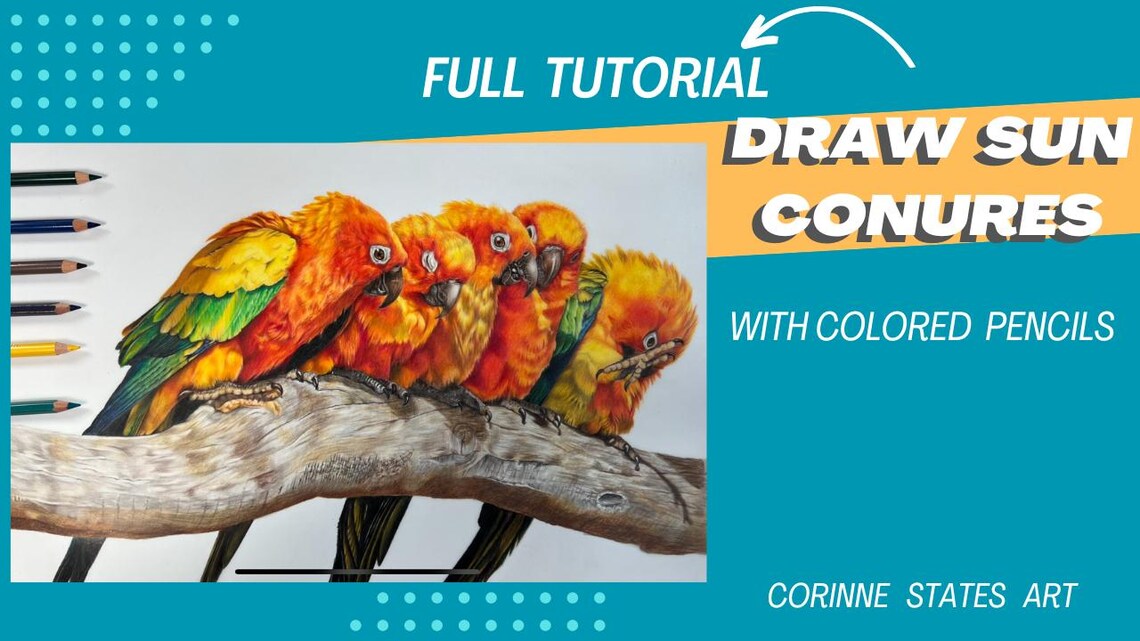 Draw Sun Conures FULL Colored Pencil Tutorial - Etsy
