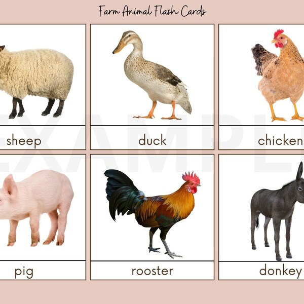 Animal Flash Cards - Etsy