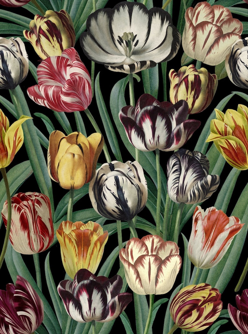 Dramatic Large Tulips Wallpaper Floral Designer Wallpaper / - Etsy