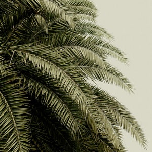 Large Scale Palm Mural Tropical Palm Tree Leaf Wallpaper - Etsy