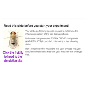 Digital Lab: Genetics of Fruit Flies - Etsy