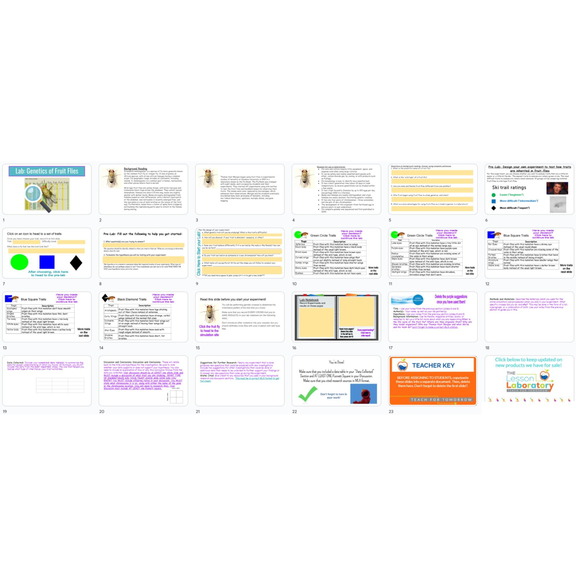 Digital Lab: Genetics of Fruit Flies — The Lesson Laboratory