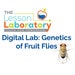 Digital Lab: Genetics of Fruit Flies - Etsy