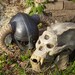 Life-size Troll Skull - Etsy