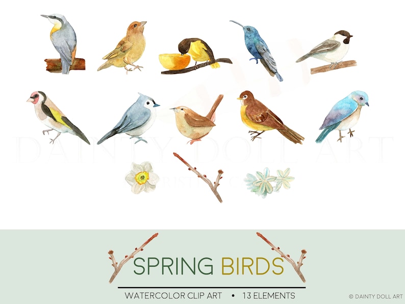 Birds Clipart Watercolor Spring Little Cute Wildlife Animal Jungle Baby ...