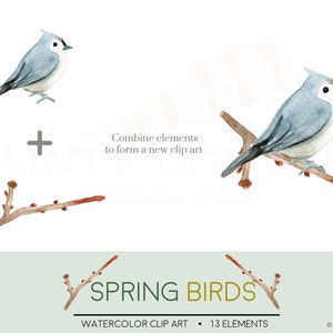 Birds Clipart Watercolor Spring Little Cute Wildlife Animal Jungle Baby ...