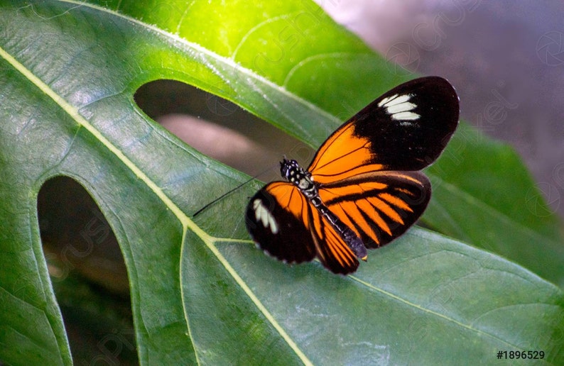 Large Butterfly String Art - Etsy