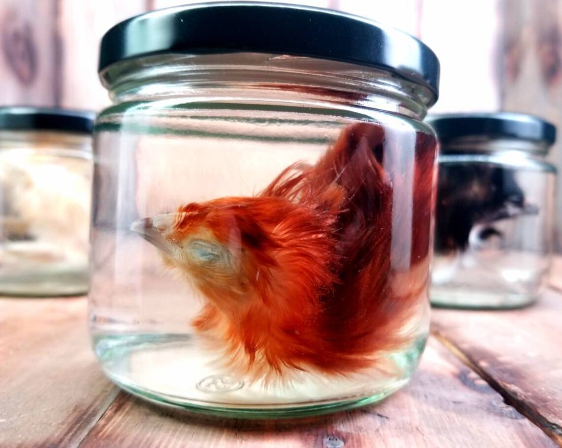 Preserved Baby Chicken/chick in Jar. Wet Specimen - Etsy