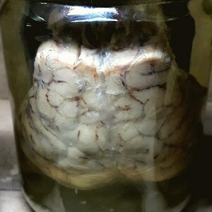 FREE SHIPPING Preserved Voodoo Sheep Brain in Jar, Dr. Frankenstein ...