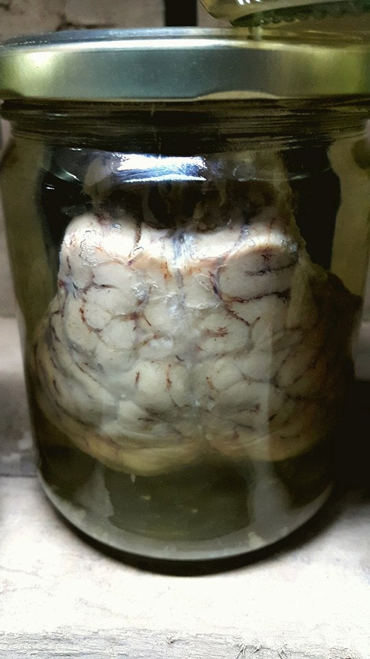 FREE SHIPPING Preserved Voodoo Sheep Brain in Jar, Dr. Frankenstein ...