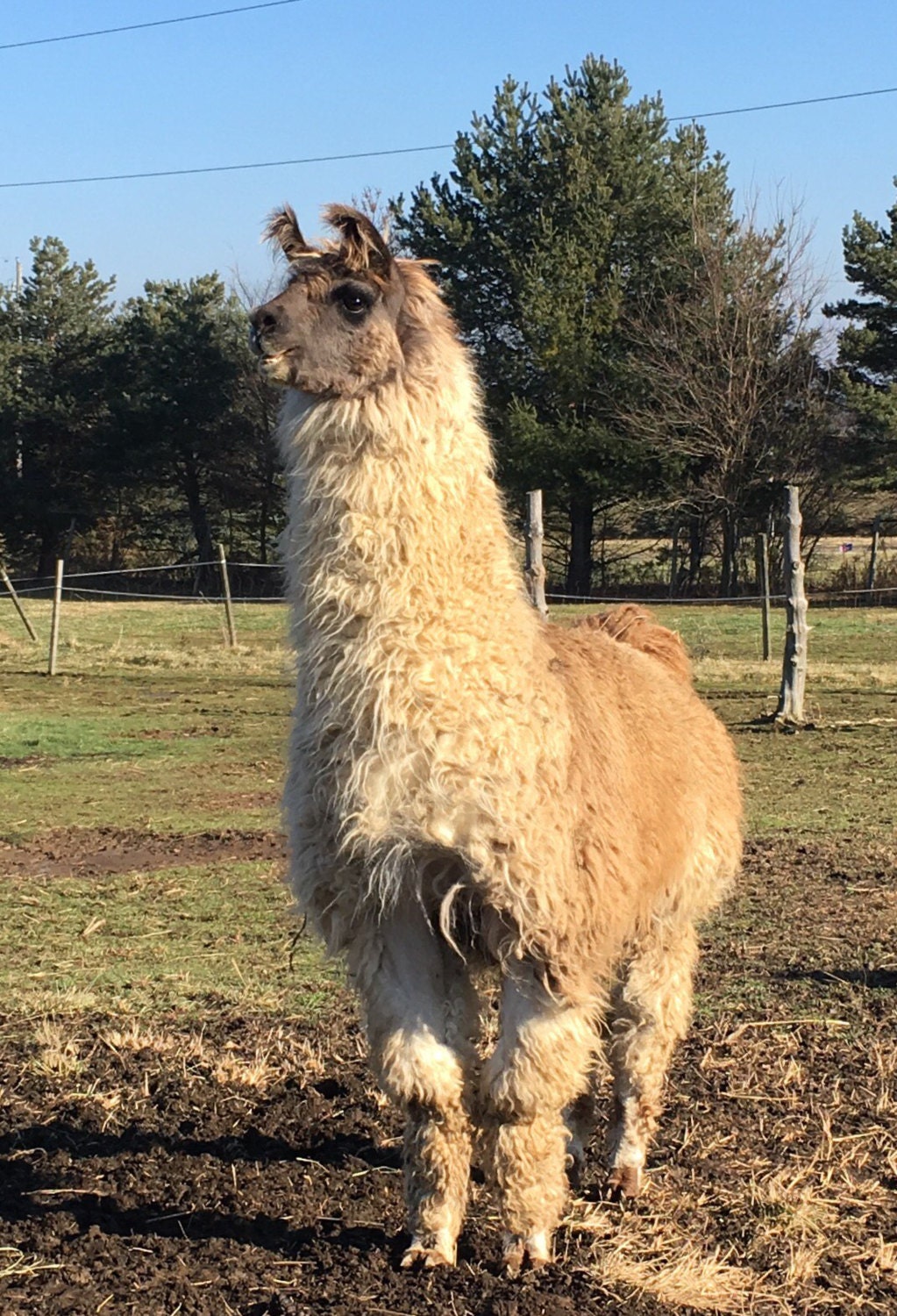 Bird Nesting Filler, Alpaca Fiber, Llama Fiber, Bird, Eco Friendly ...
