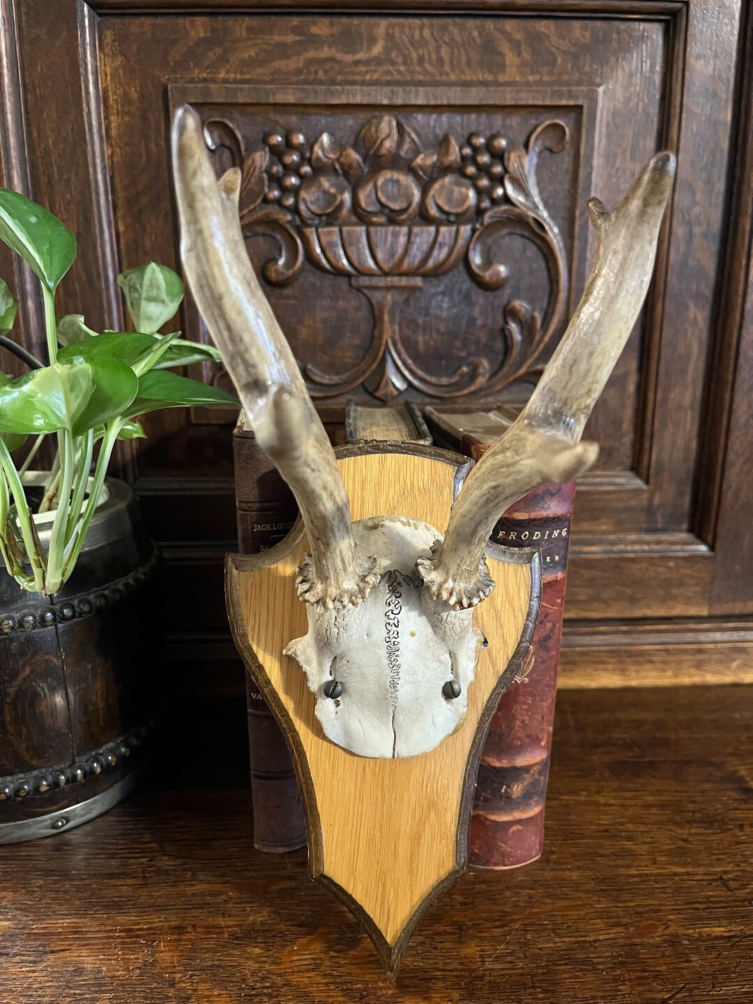 Antique German Deer Antler Trophy Shield Carved Wood Plaque Mount - Etsy