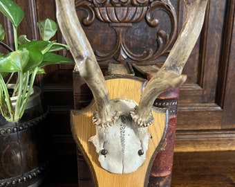 Antique German Deer Antlers Trophy Shield Wood Plaque Mount Carved ...