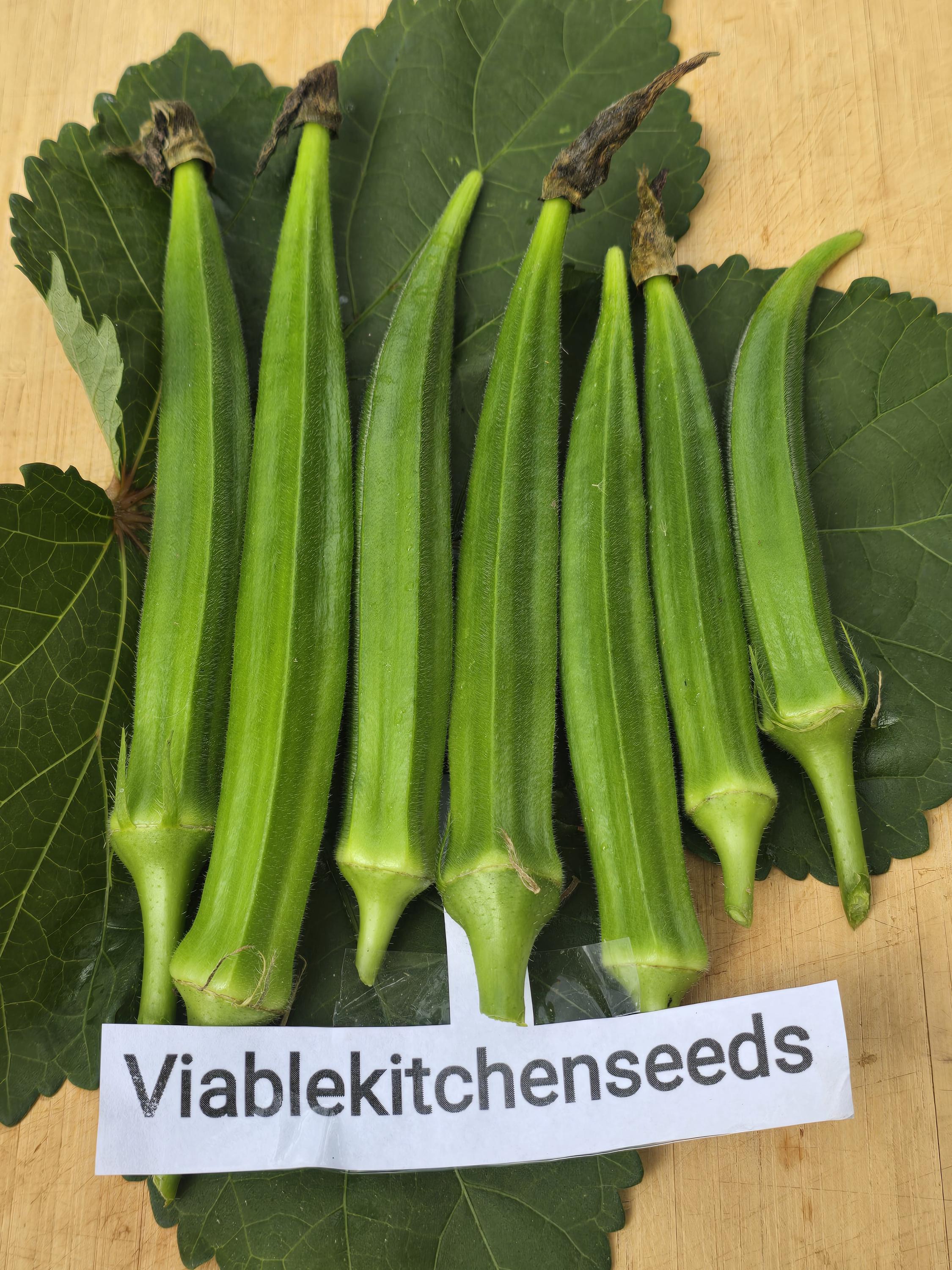 Indian Dark Green Tender Long Okra F1 - Desi Bhindi - Bendakaya - Early ...