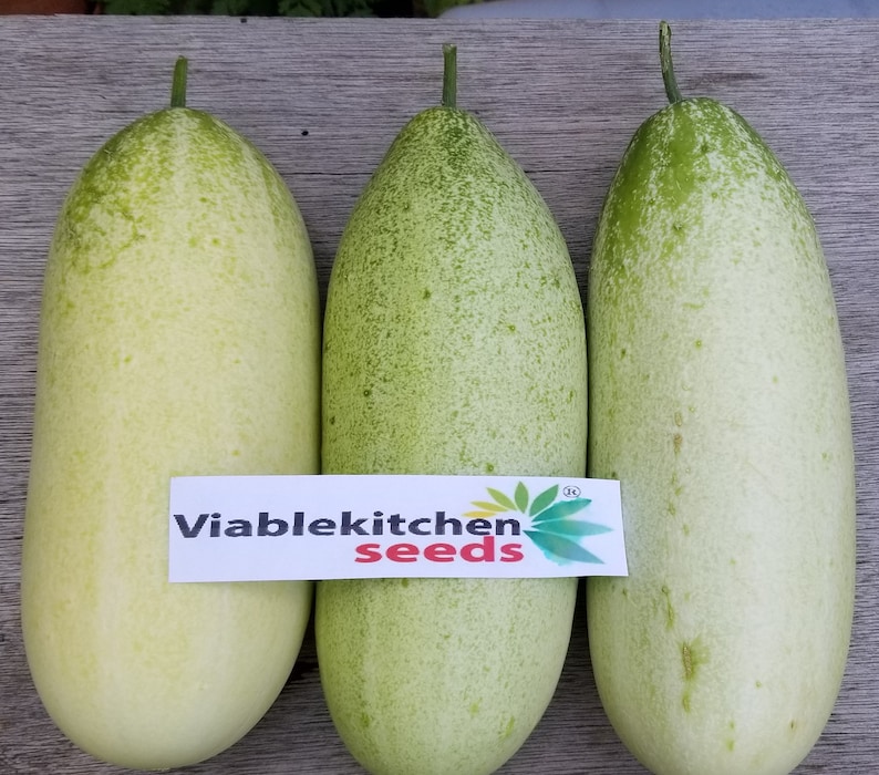 15 seeds fat large fruit Hmong cucumber Cucumis sativus | Etsy