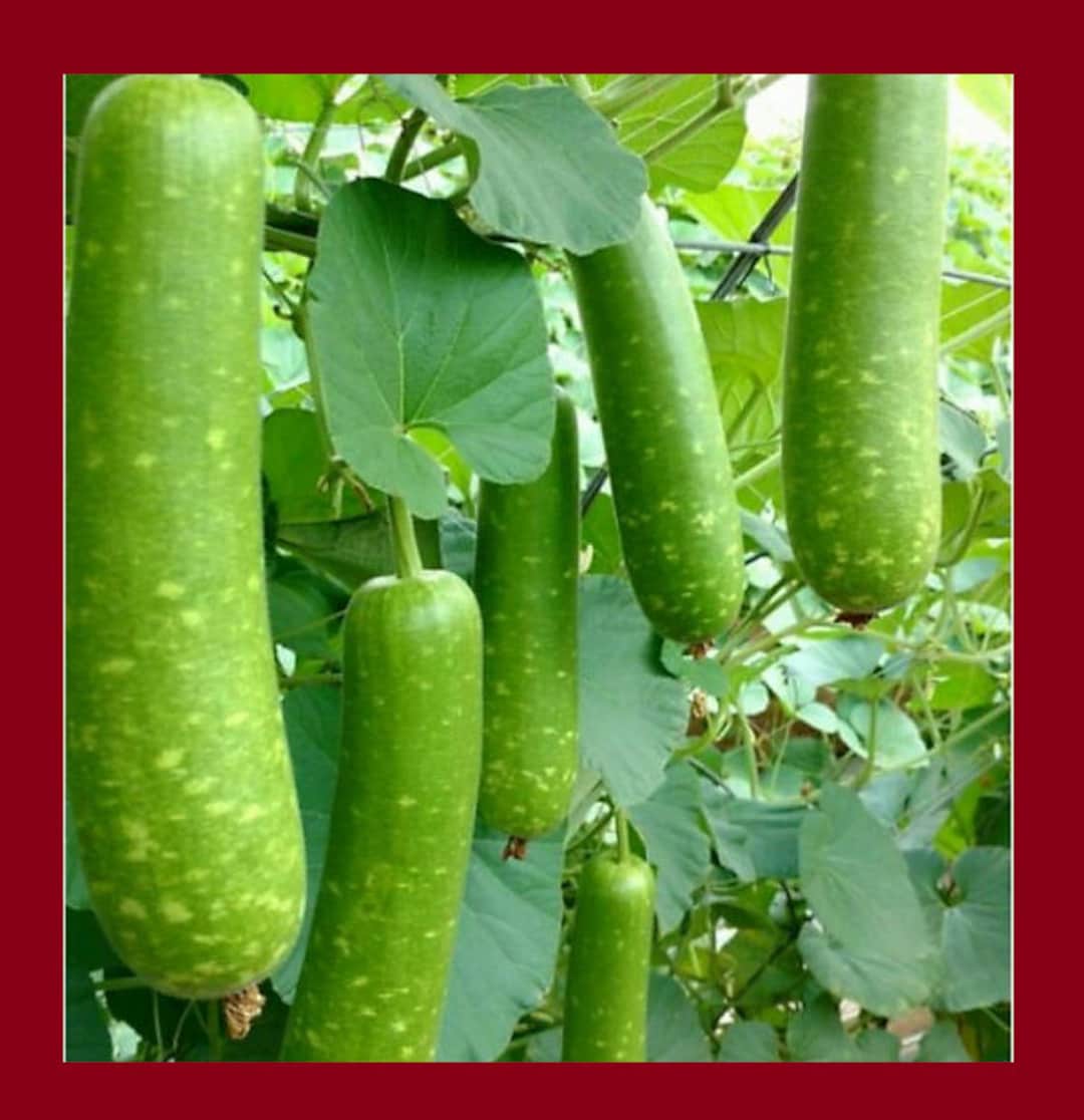 Asian Vegetable Seeds Mottled Bottle Gourd,calabash,,melon, Bầu Sao ...