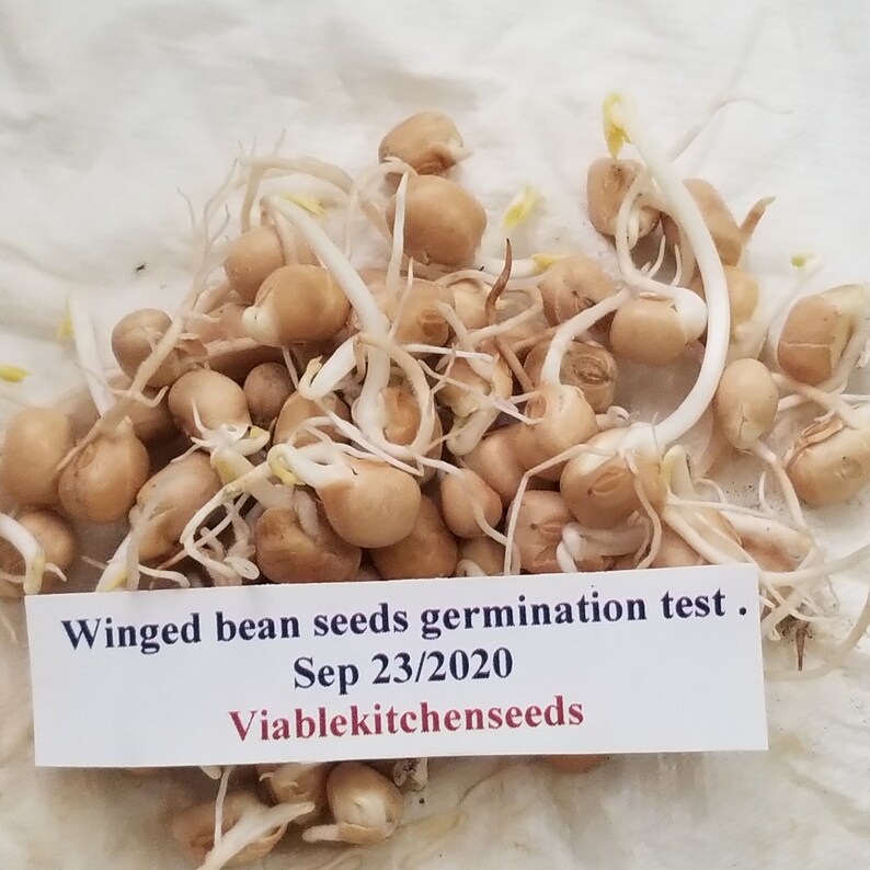 Winged bean Four Angled bean Manila beanĐậu rồng seeds ..20 | Etsy