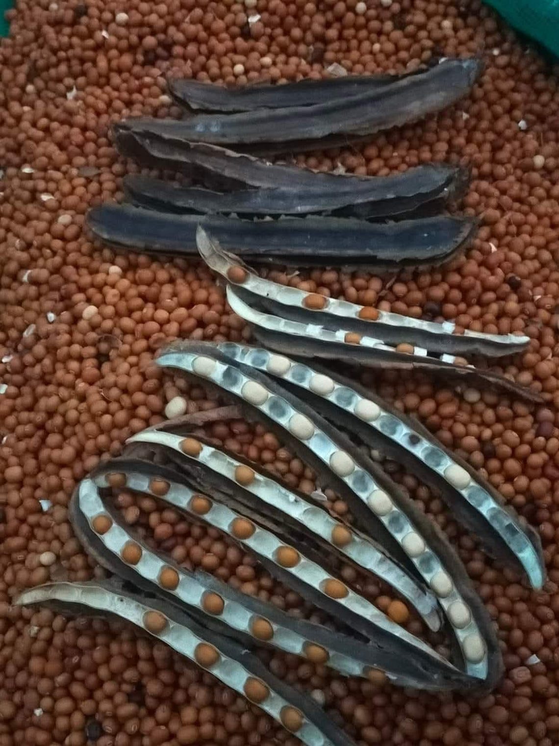 Winged Bean, Four Angled Bean, Manila Bean,Đậu Rồng Seeds ..20 -1000 ...