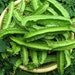 Winged Bean, Four Angled Bean, Manila Bean,Đậu Rồng Seeds ..20 -1000 ...