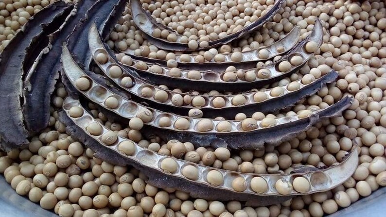 Winged bean Four Angled bean Manila beanĐậu rồng seeds ..20 | Etsy