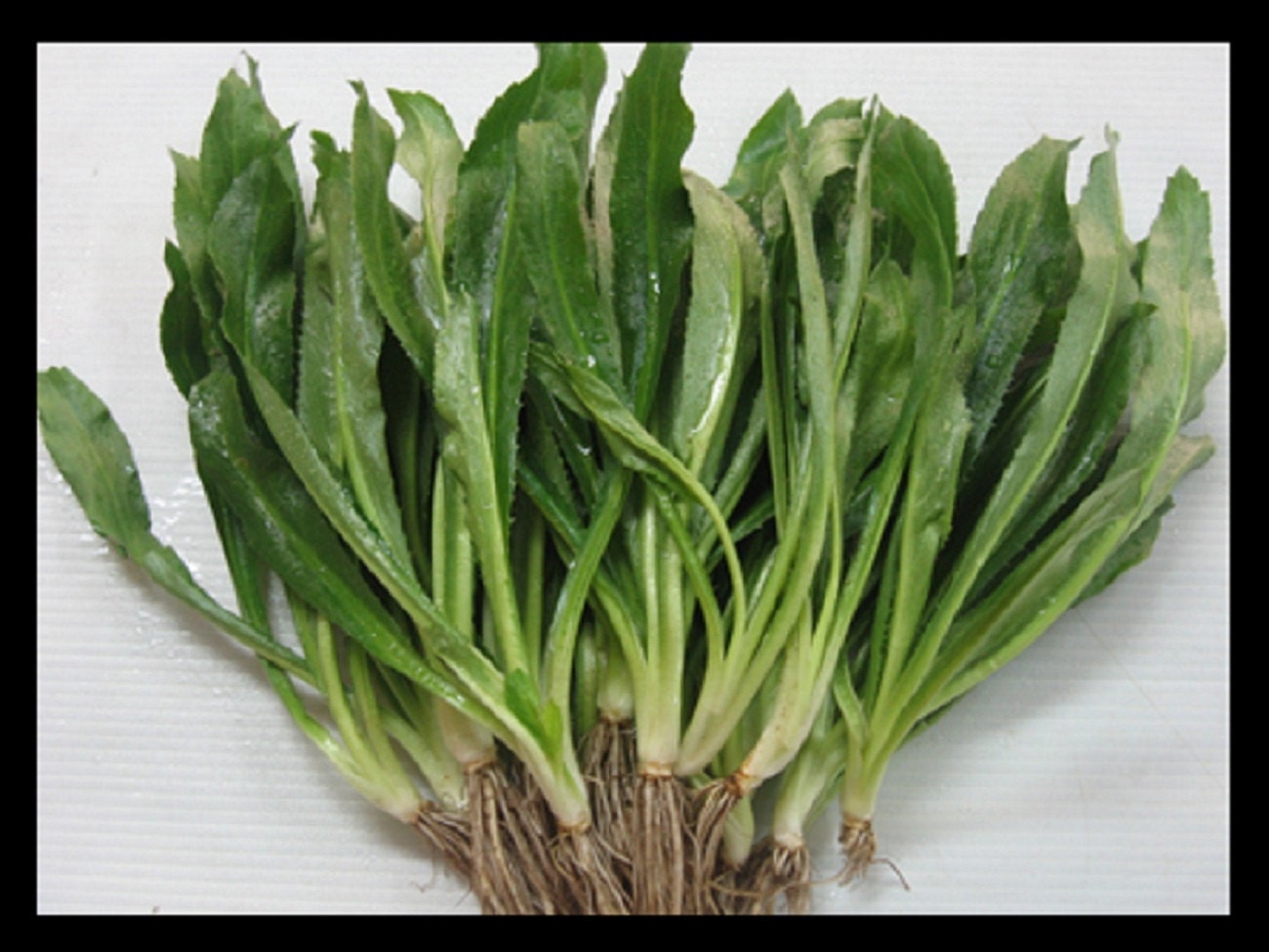 Culantro Seeds, Recao, Long Coriander,thai Parsley, Ngo Gai ...5000 ...