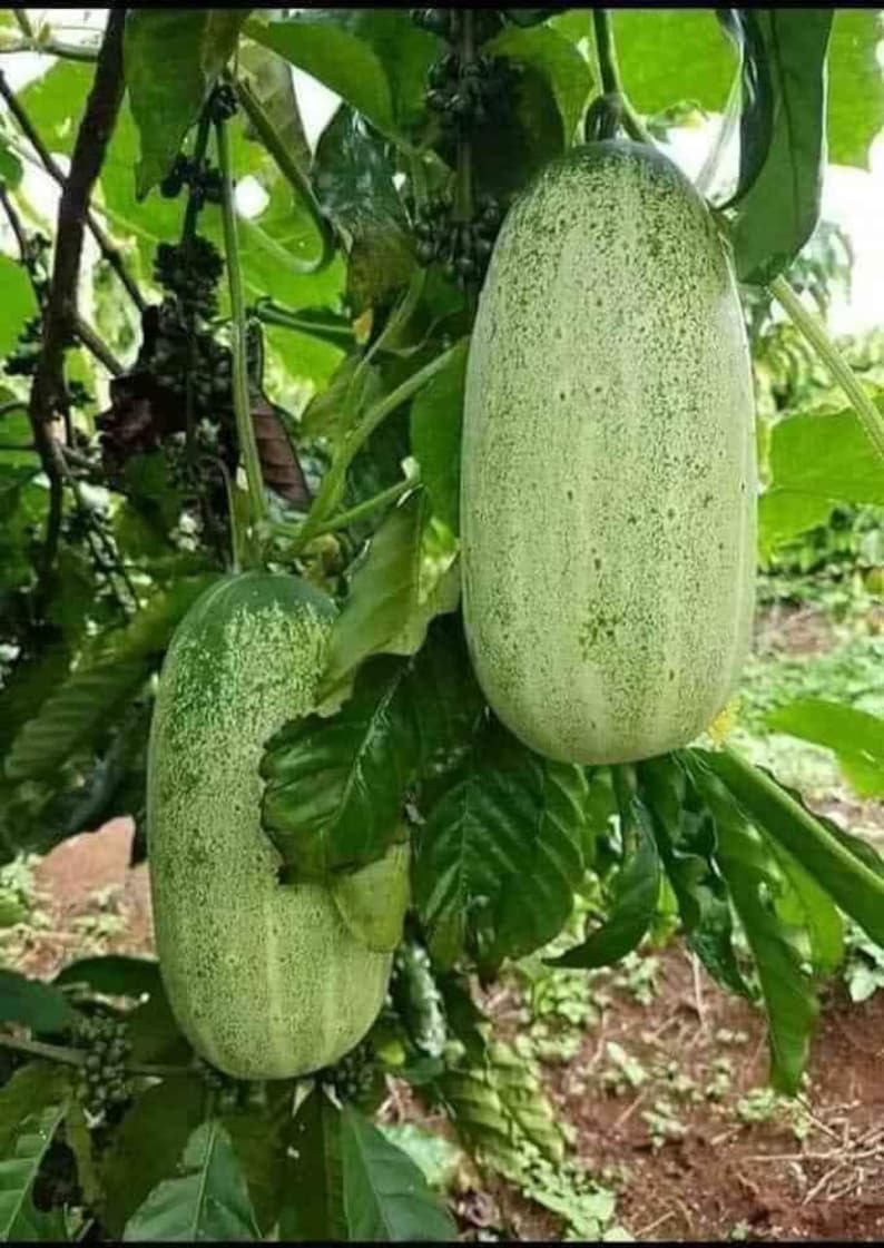 15 seeds fat large fruit Hmong cucumber Cucumis sativus | Etsy