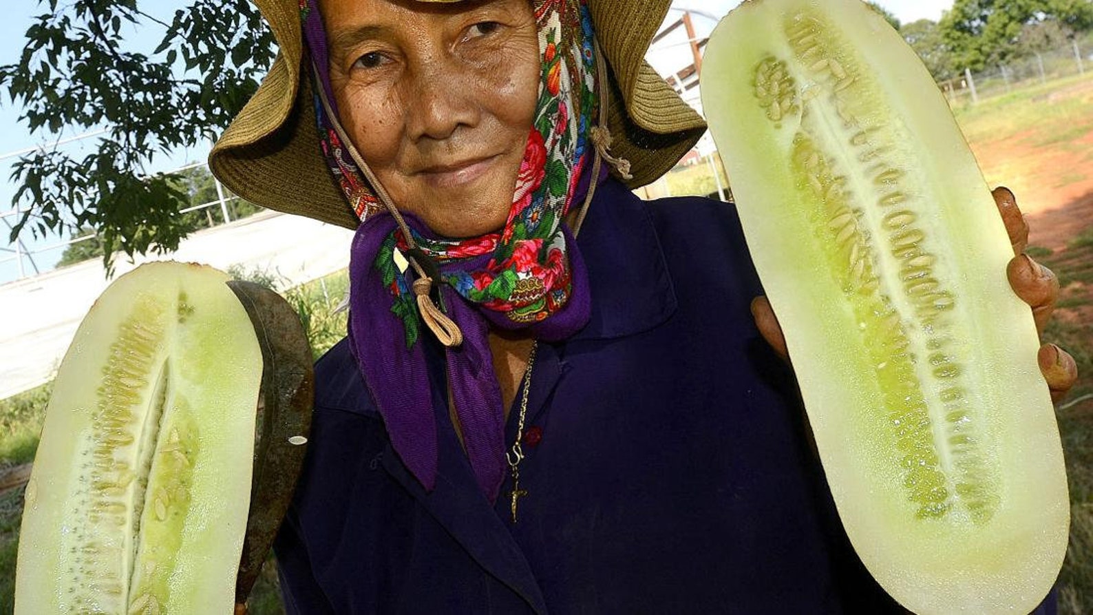 15 seeds fat large fruit Hmong cucumber Cucumis sativus | Etsy