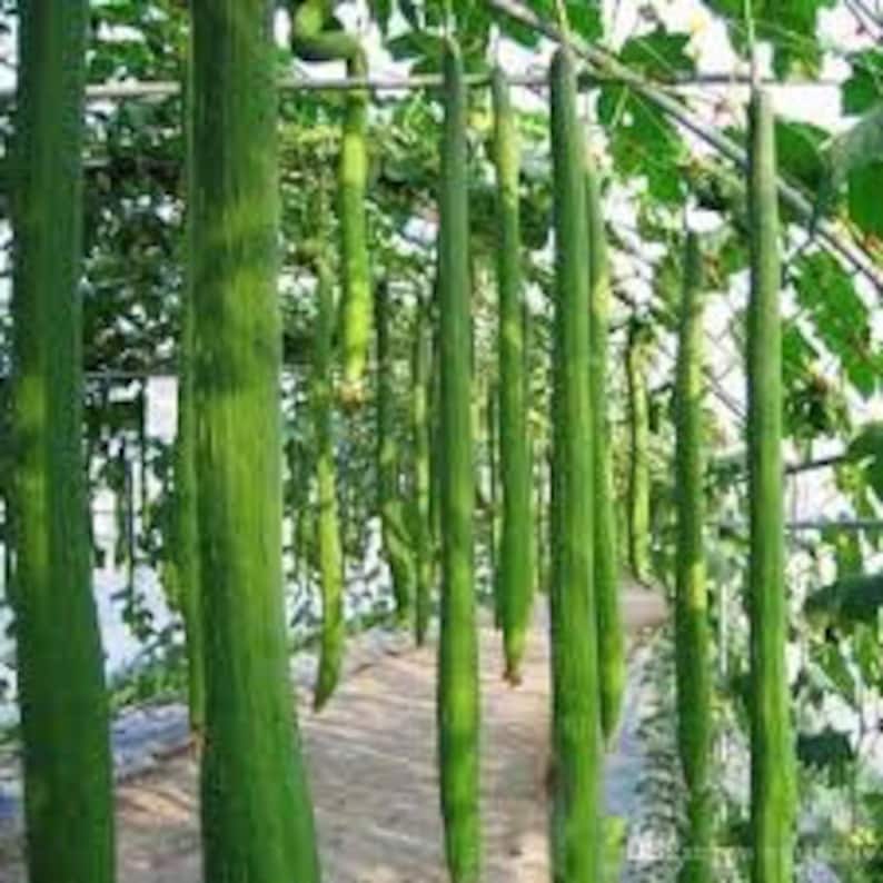 20 Extra Long Smooth Sponge Gourd Luffa Seed,okra, Muop Huong Dai , 48 ...