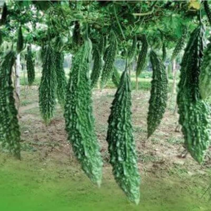 Seeds Gourd Bitter - Etsy