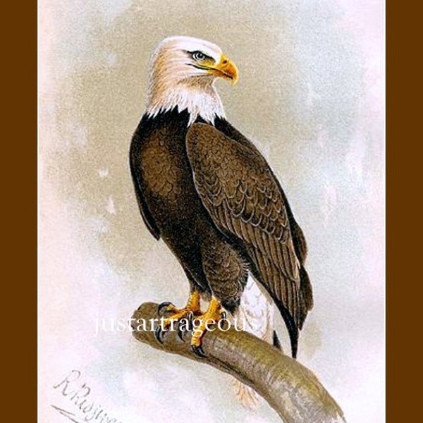 Endangered Animal Poster - Etsy