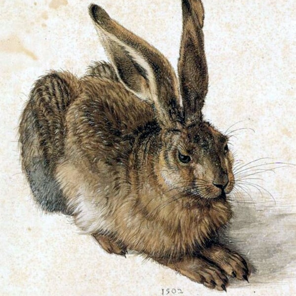 Hare Rabbit Art Prints - Etsy