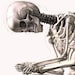 Skeleton Sitting, the Thinker, Antique Goth Art, Skeleton, 1867 Bones ...