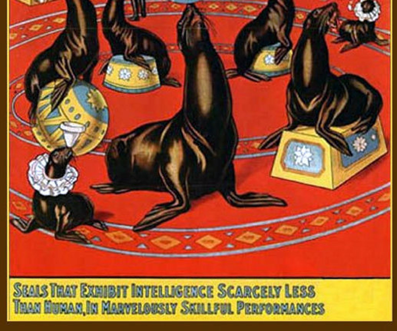Circus Animals Seals Exhibit Performance posters seal | Etsy