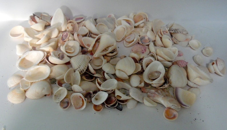 Large Selection of Real Sea Shells for Collecting or Crafting. - Etsy