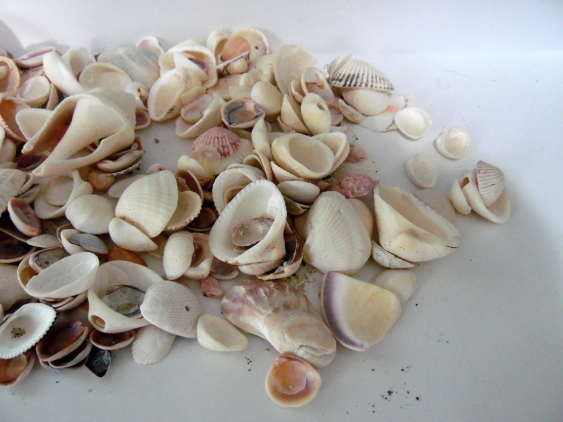 Large Selection of Real Sea Shells for Collecting or Crafting. - Etsy