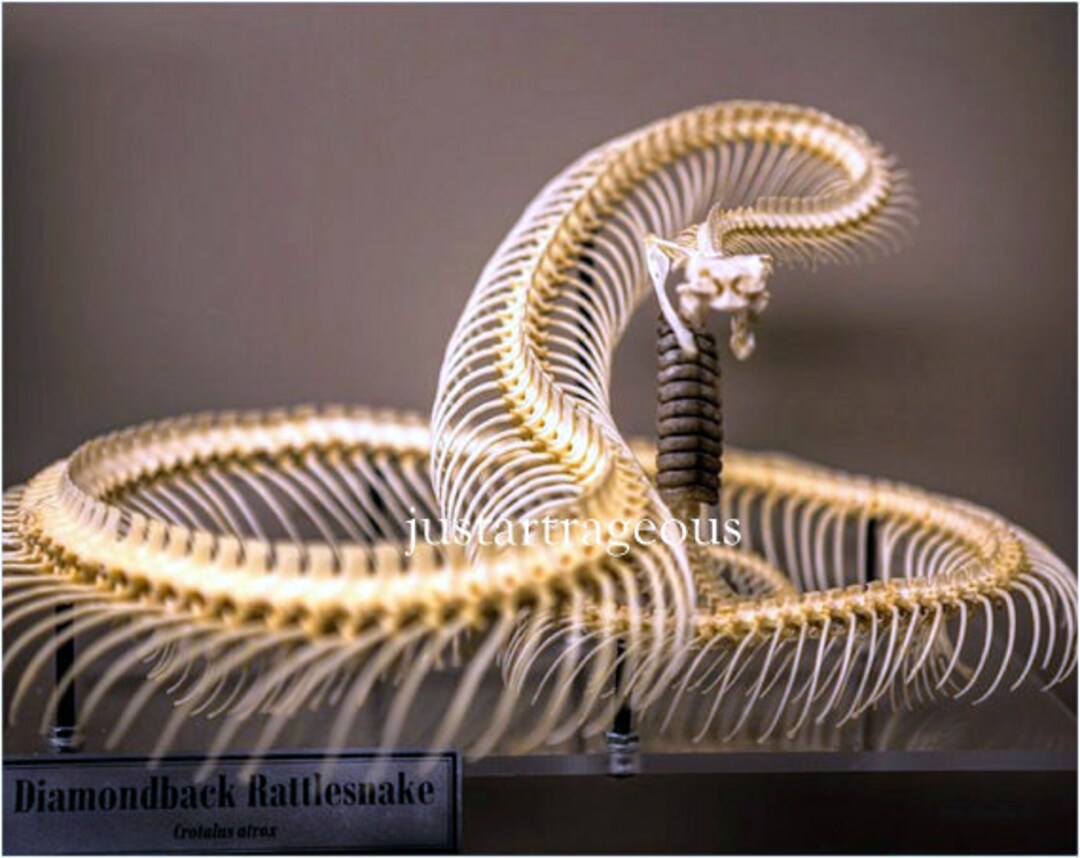 Crotalus Atrox-museum of Osteology,oklahoma, City, Skeleton on a ...