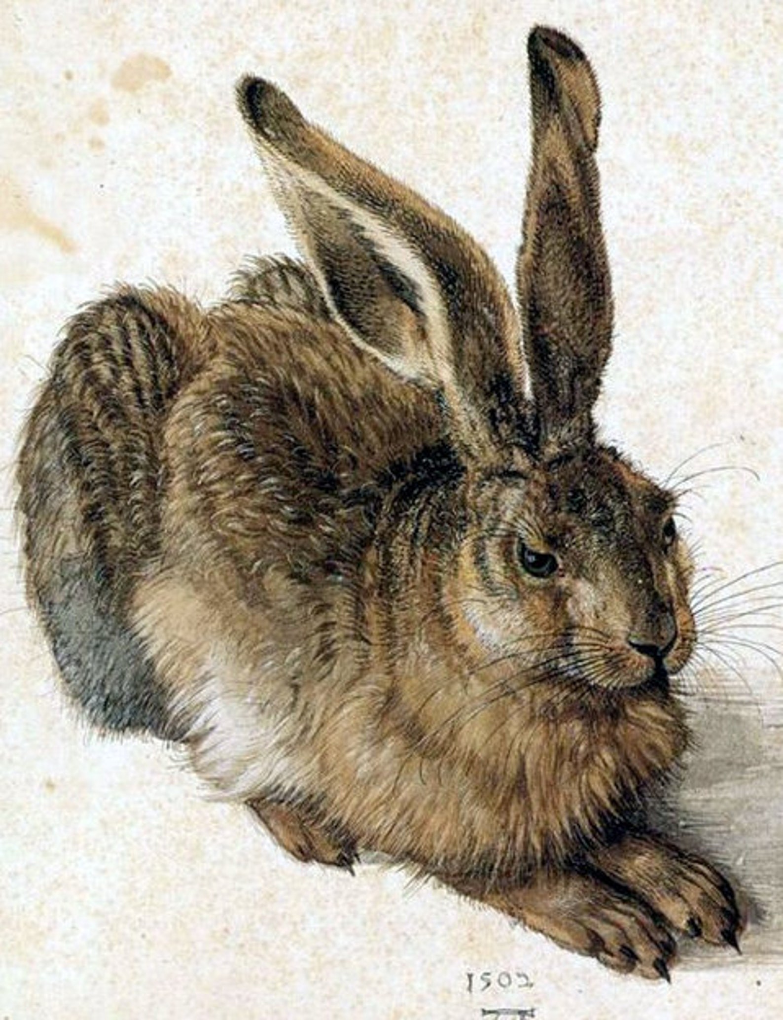 Albrecht Durer-young Hare, 1500s, Rabbits, Bunny, Animal Art Print ...