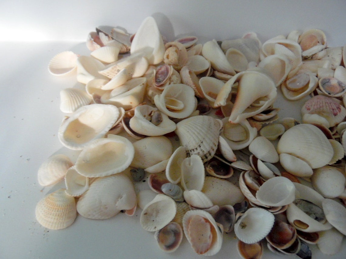 Large Selection of Real Sea Shells for Collecting or Crafting. - Etsy