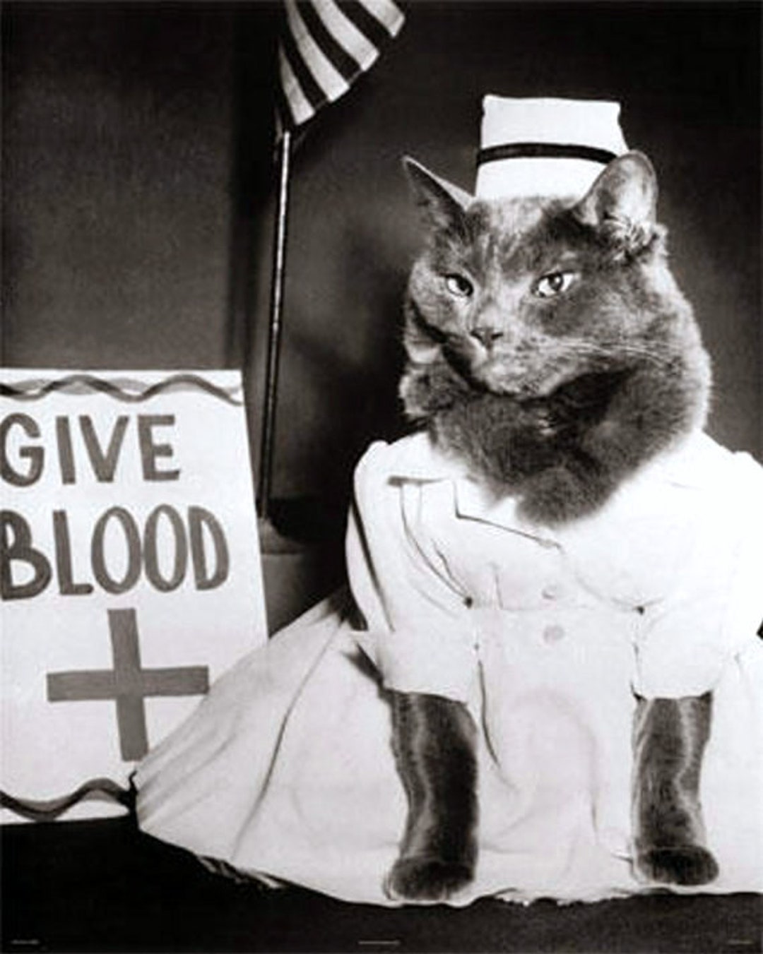 Give Blood, Kitty Dressed in Nurse Outfit, Cat for Red Cross, Feline ...