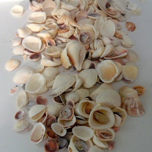 Large Selection of Real Sea Shells for Collecting or Crafting. - Etsy