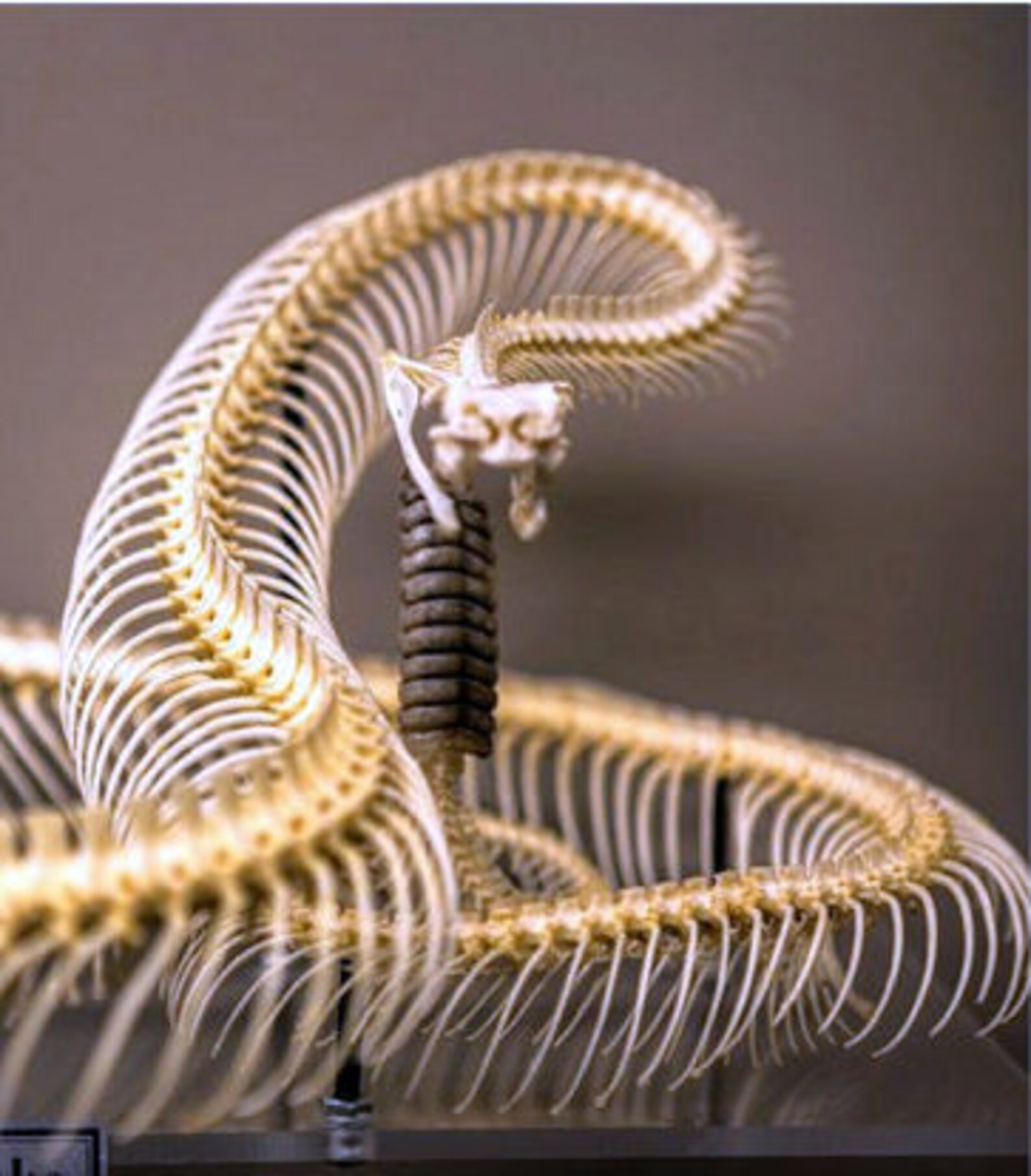 Crotalus Atrox-museum of Osteologyoklahoma City Skeleton on - Etsy