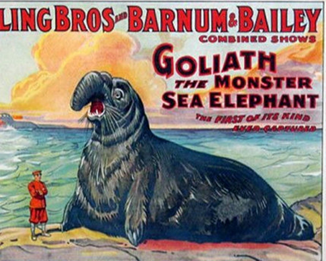 Ringling Bros. and Barnum & Bailey Circus -goliath the Sea Elephant ...