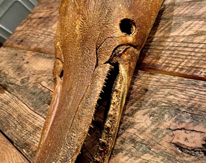 Alligator Gar Skull - Etsy