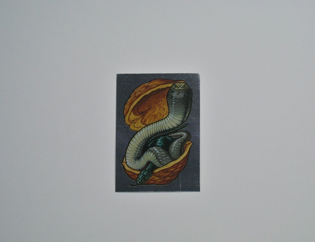 Cobra Snake Sticker, Odd Weird Decal, Reptile Walnut Shell, Abstract ...