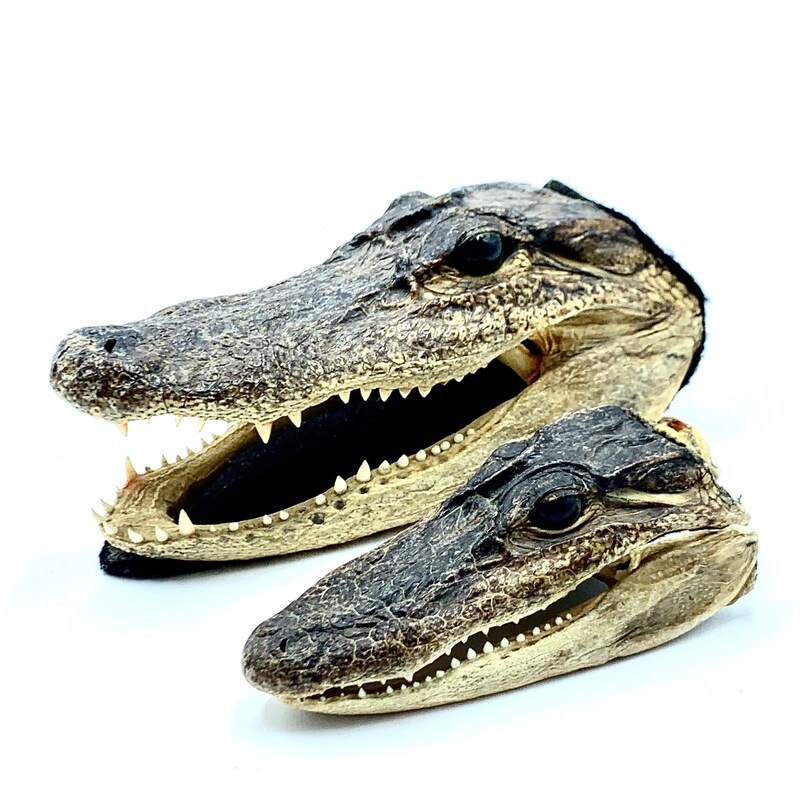 Alligator Heads - Etsy