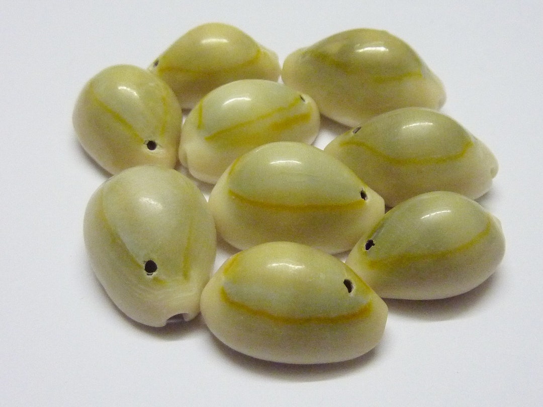 20 Pce Drilled Natural Beach Cowry Cowrie Sea Shell Beads Tribal ...