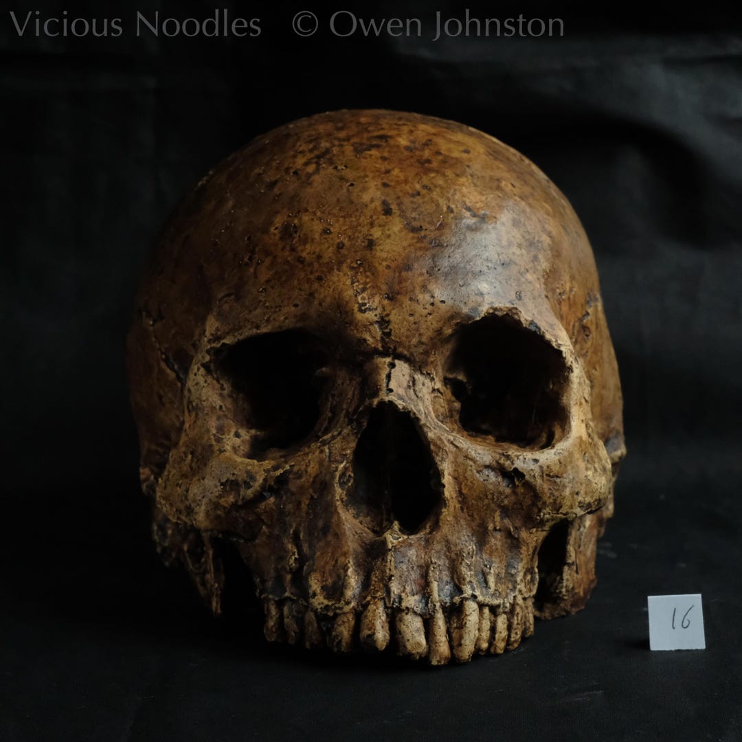 Human Skull Replica, Realistic Full Size Skull Made From Polymerised ...