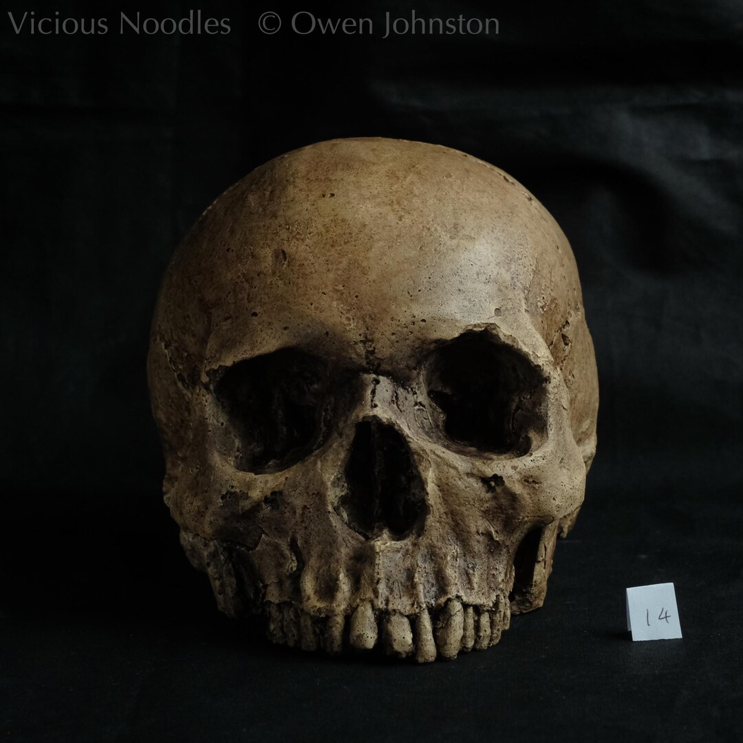 Human Skull Replica, Realistic Full Size Skull Made From Polymerised ...